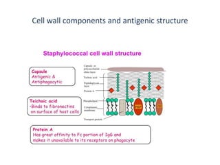 Staphylococcus | PDF