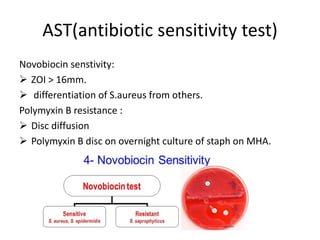 Staphylococcus | PDF