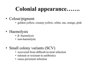 Staphylococcus prof ss taiwo | PPTX