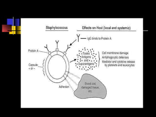Staphylococcus (1) | PPT