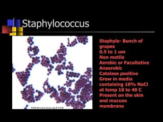 Staphylococcus (2) | PPT