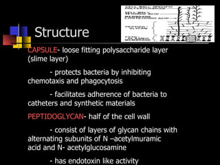 Staphylococcus (2) | PPT