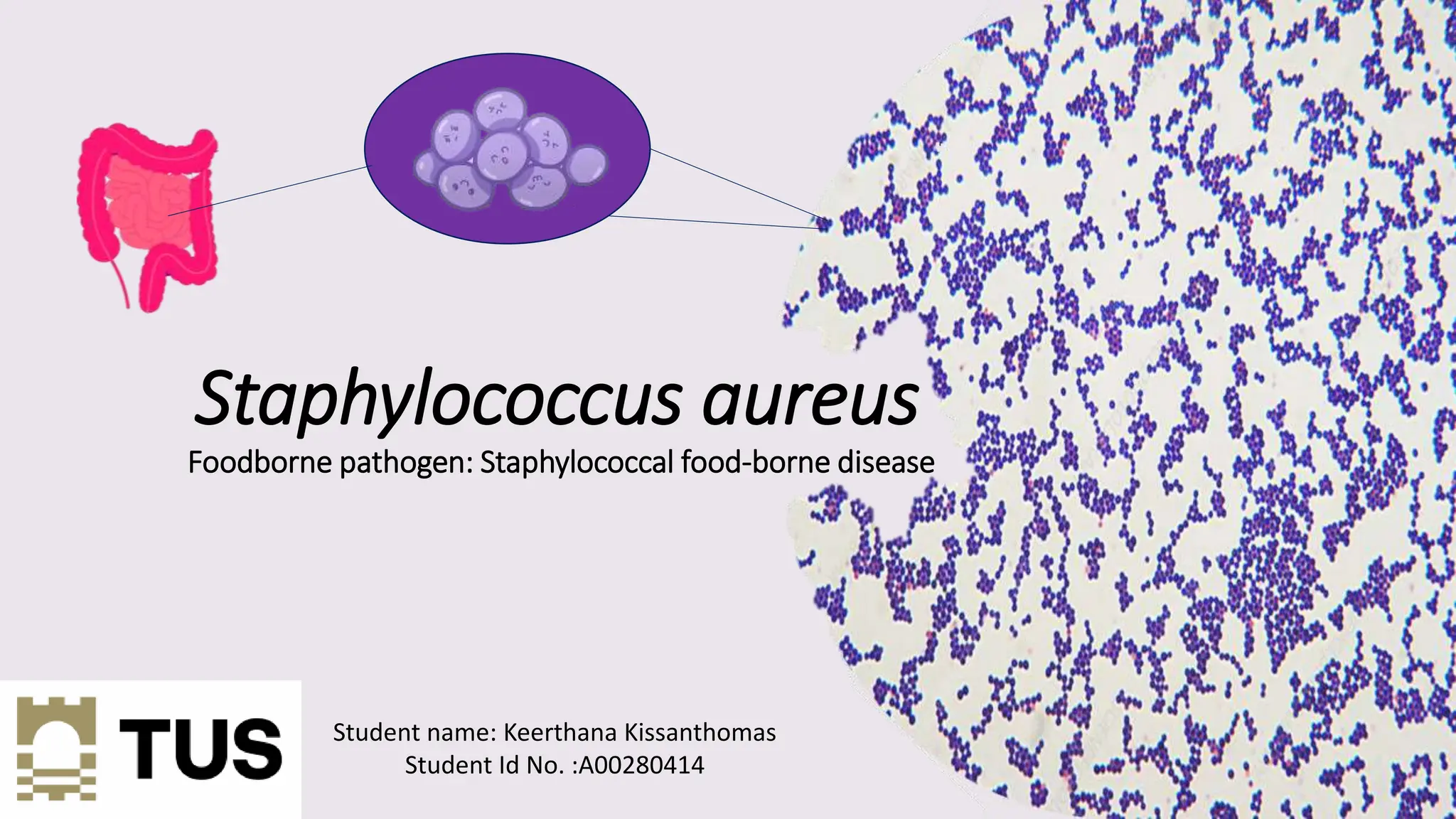 Staphylococcus aureas (1).pptx