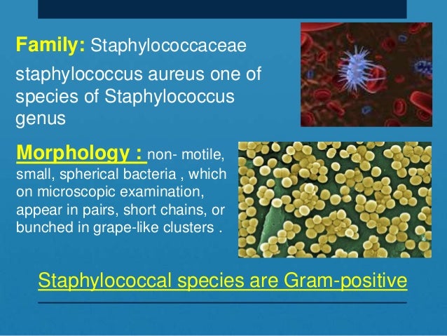 Staphylococcus aureus .. take care