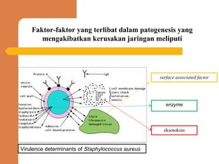 Staphylococcus aureus | PPT