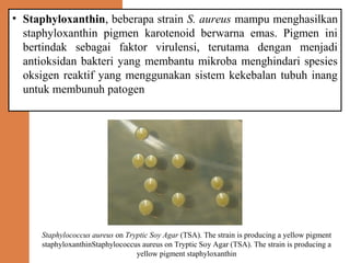 Staphylococcus aureus | PPT