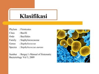 Staphylococcus aureus | PPT