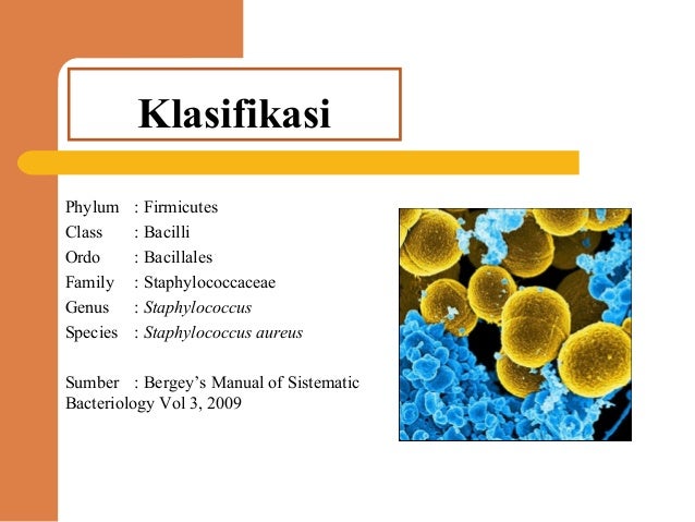 Staphylococcus aureus