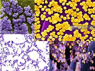 Staphylococcus aureus | PPTX