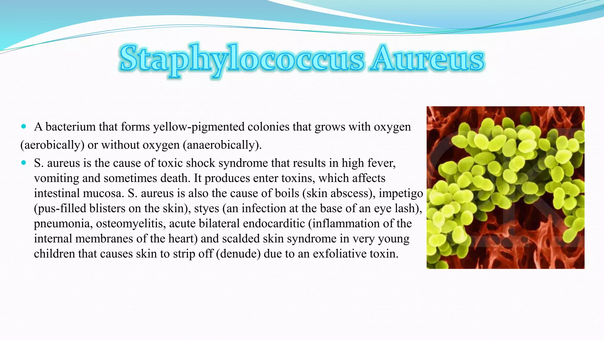 Staphylococcus aureus | PPTX | Infectious Diseases | Diseases and ...