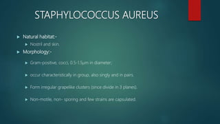 Staphylococcus aureus | PPTX | Skin and Dermatology | Diseases and ...