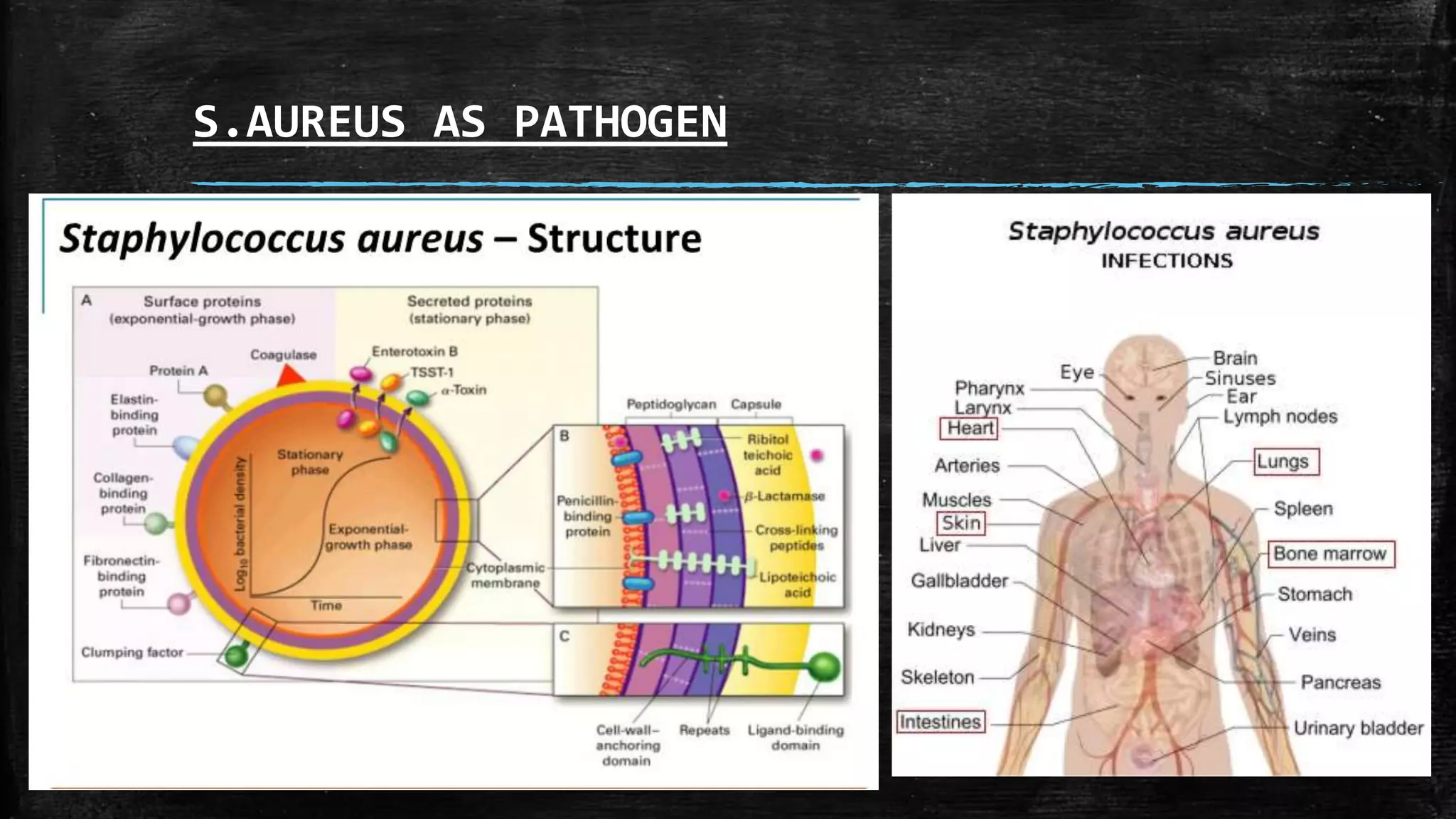 Staphylococcus aureus | PPTX