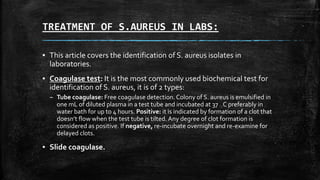 Staphylococcus aureus | PPTX