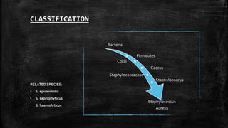 Staphylococcus aureus | PPTX