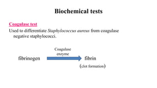 Diagnosis of Staphylococcus aureus (Updated ) | PPTX