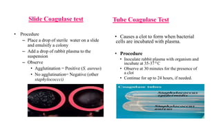 Diagnosis of Staphylococcus aureus (Updated ) | PPTX