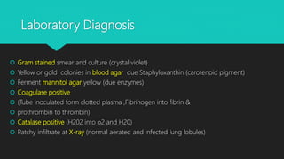 Staphylococcus Aureus Bacteria Microbiology Lecture | PPTX