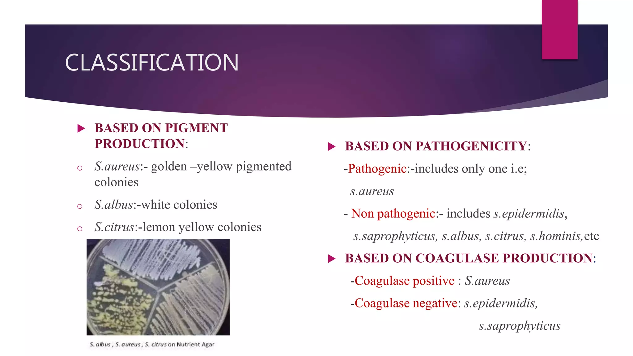 Staphylococcus aureus | PPTX