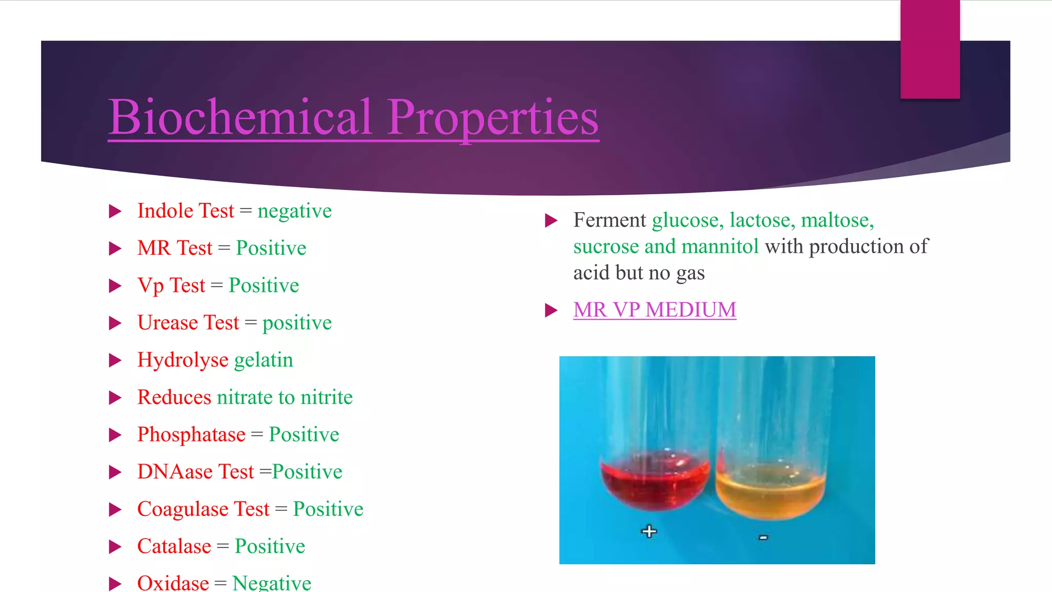 Staphylococcus aureus | PPTX