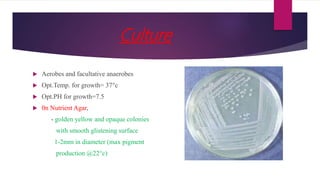 Staphylococcus aureus | PPTX