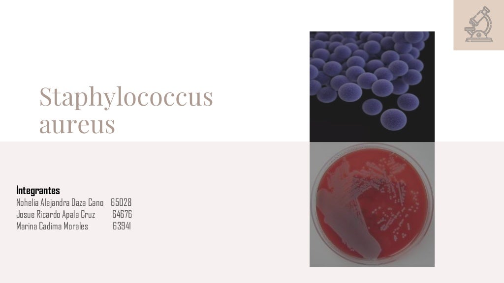 Staphylococcus Aureus