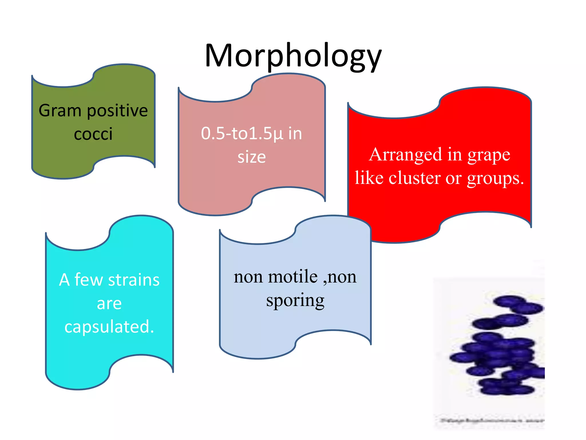 Staphylococcus Aureus Morphology Diagram