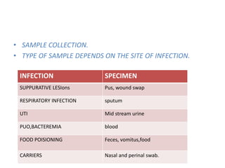Staphylococcus aureus | PPTX