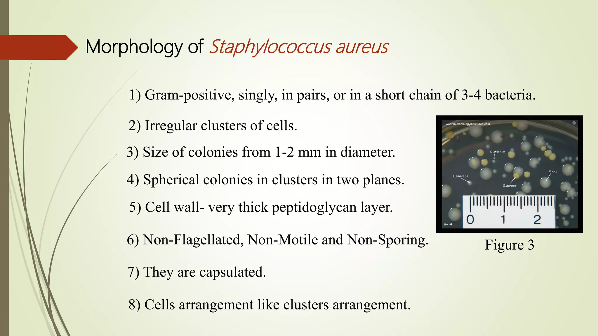 Staphylococcus Aureus | PDF