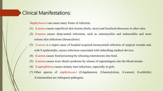 Staphylococcus Aureus | PDF