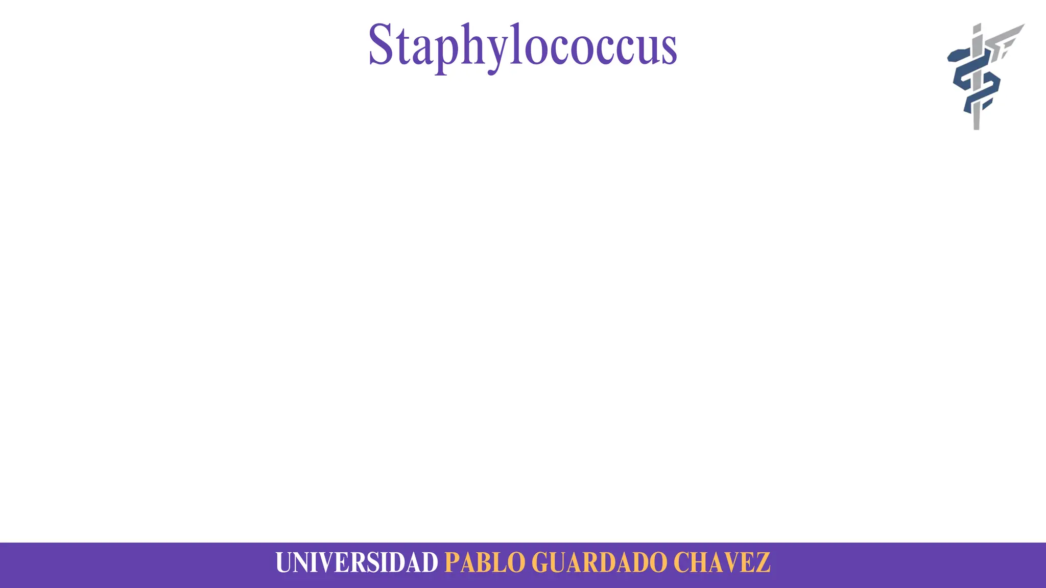STAPHYLOCOCCUS AUREUS.pdf. Trabajo perdí | PDF