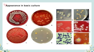 Staphylococcus aureus .pptx