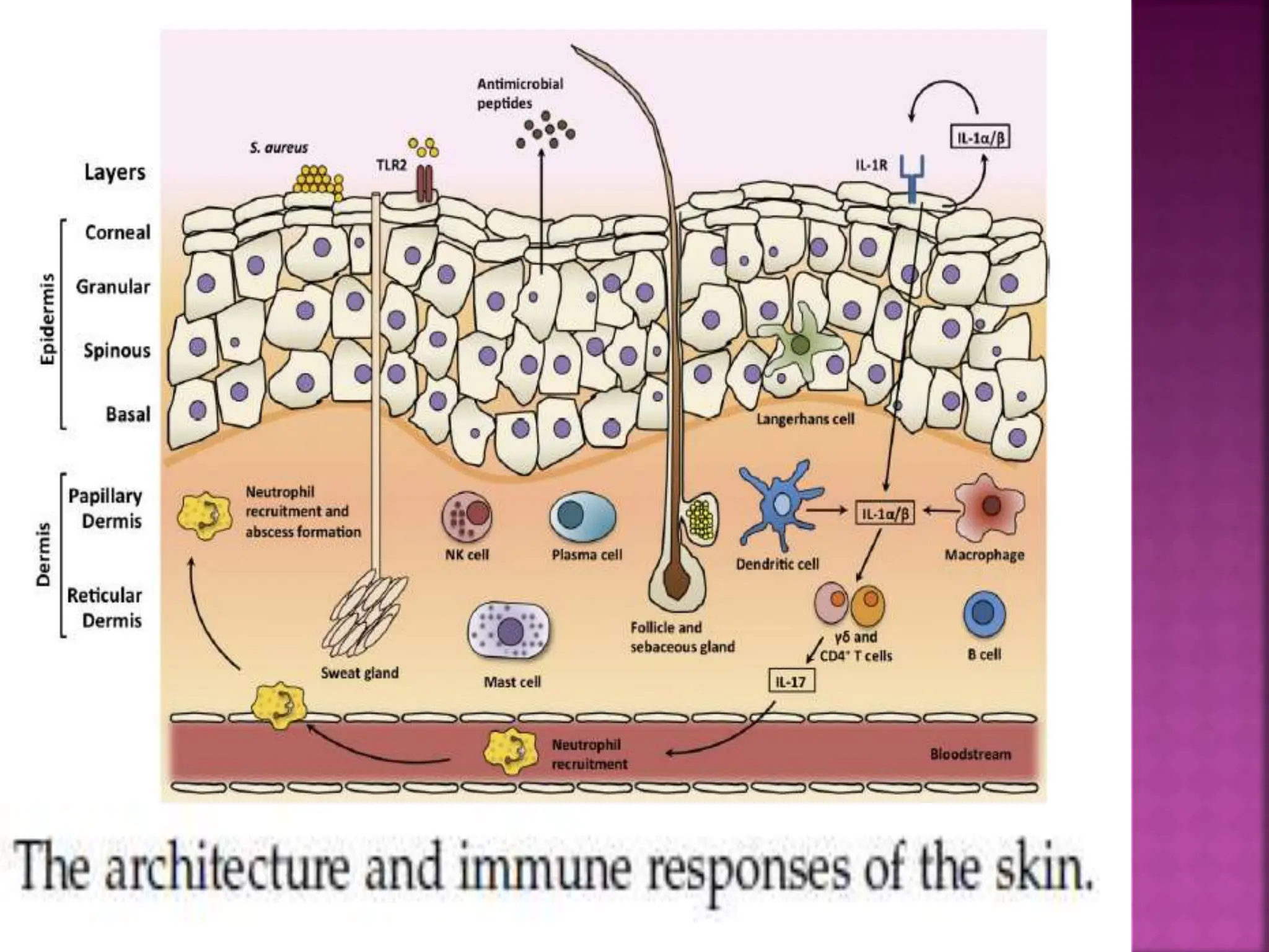 Staphylococcus aureus potential vaccine for skin and soft tissue ...