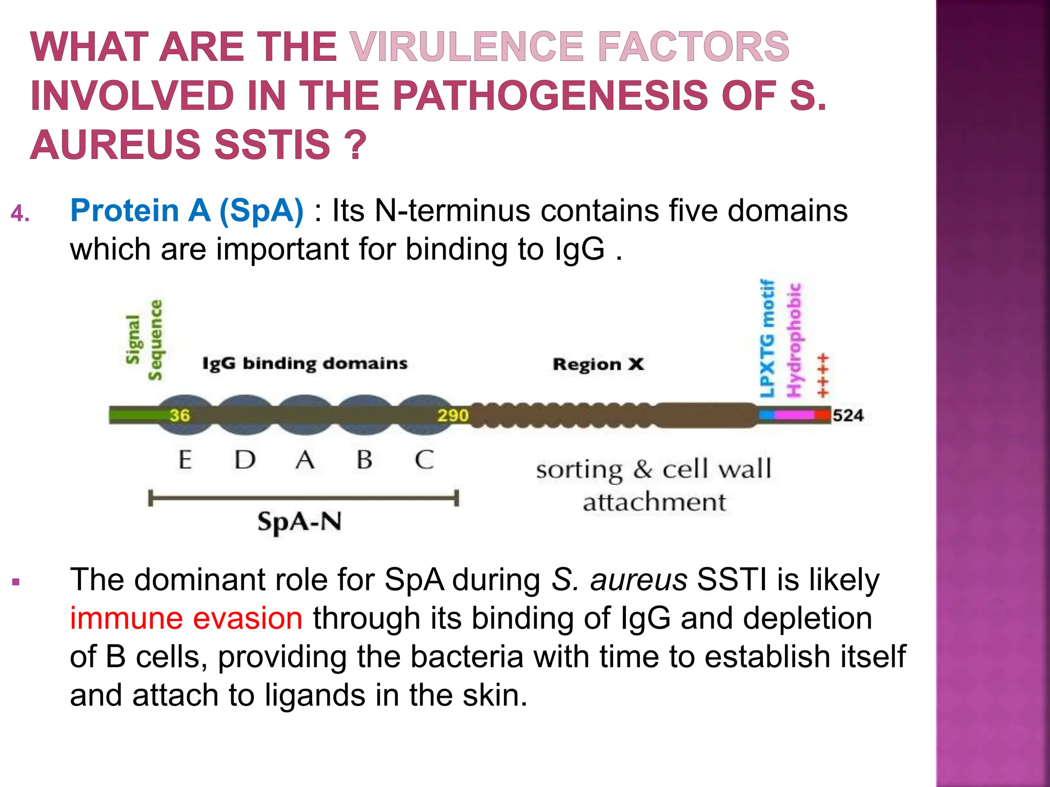 Staphylococcus aureus potential vaccine for skin and soft tissue ...