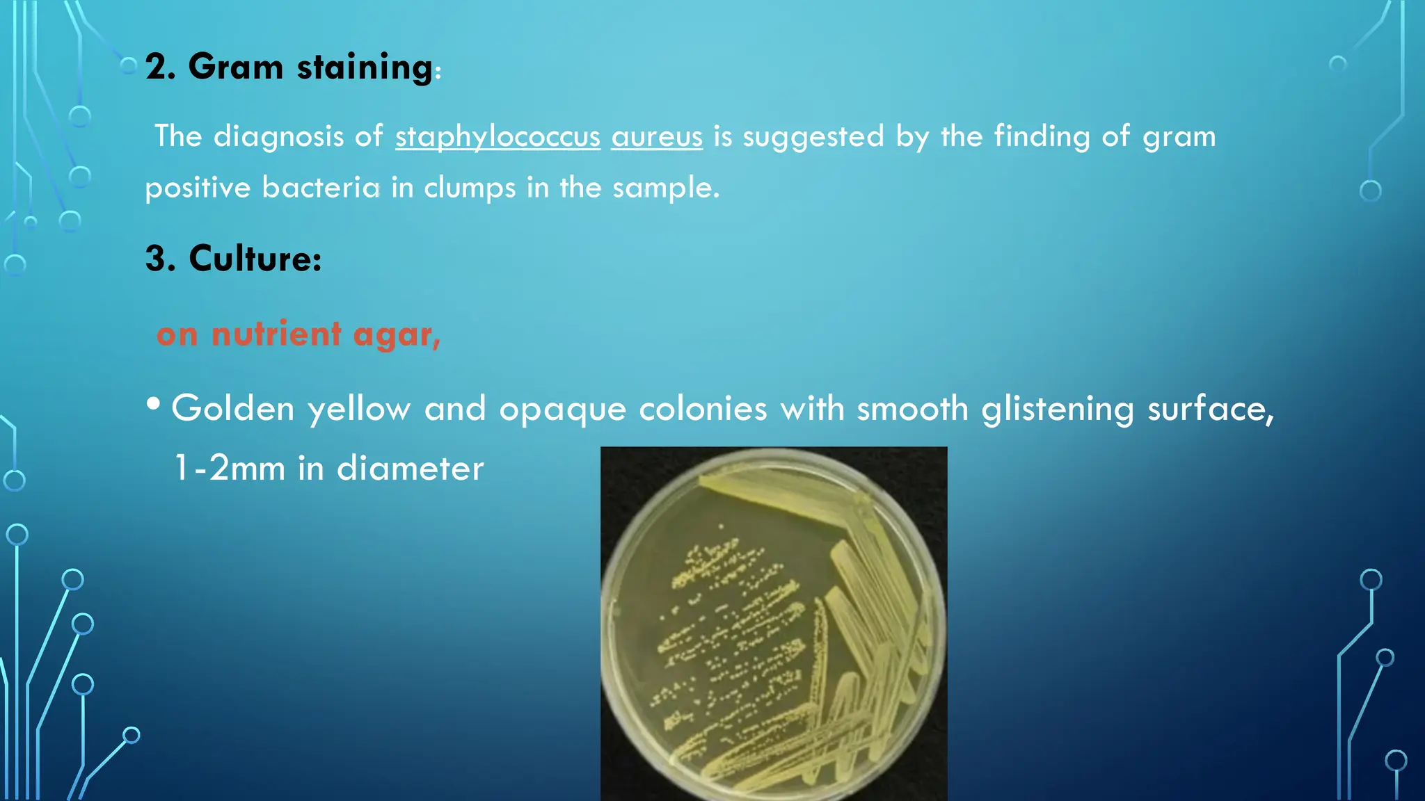 staphylococcus aureus from medical bacteriology | PPTX