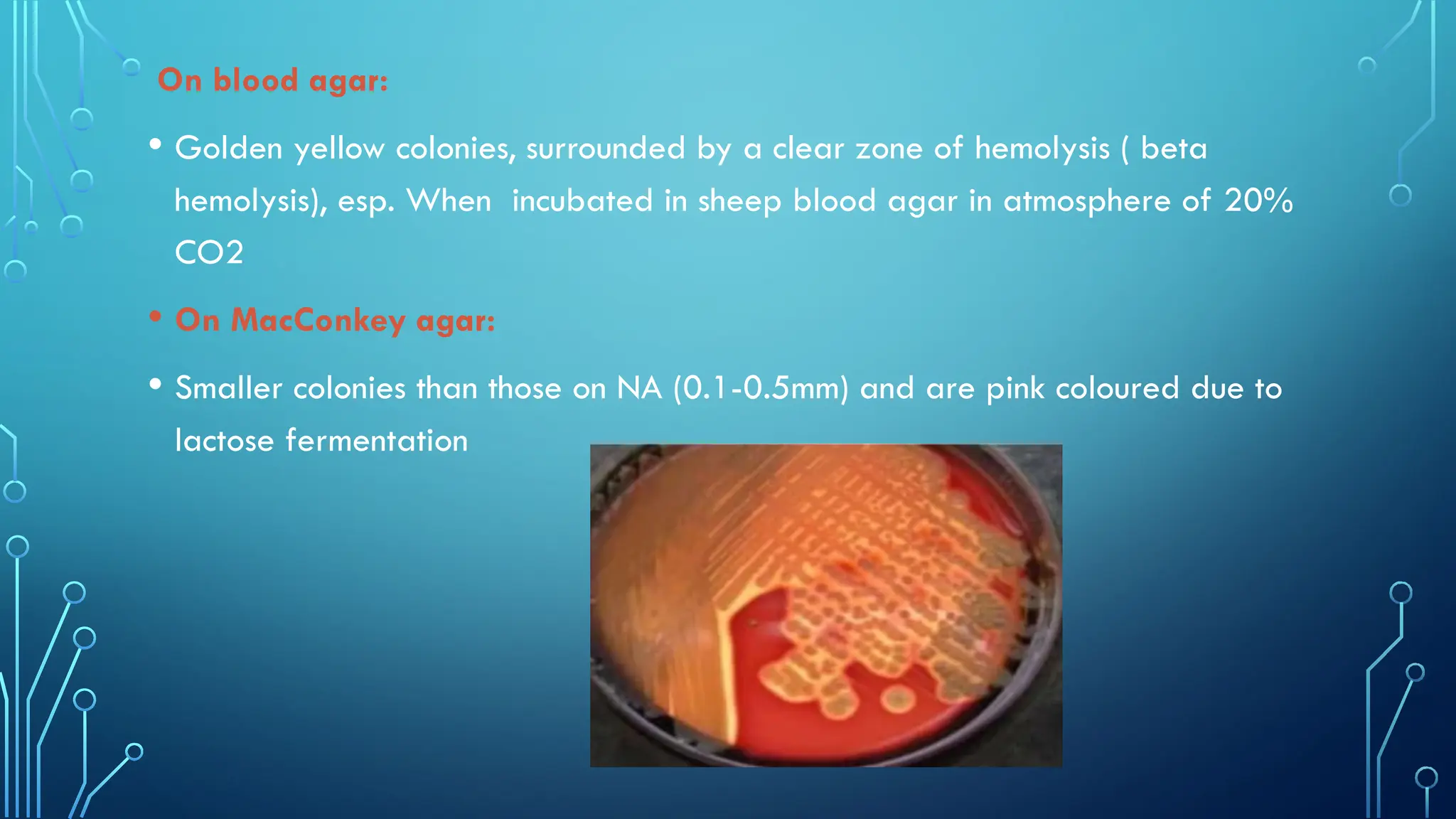 staphylococcus aureus from medical bacteriology | PPTX