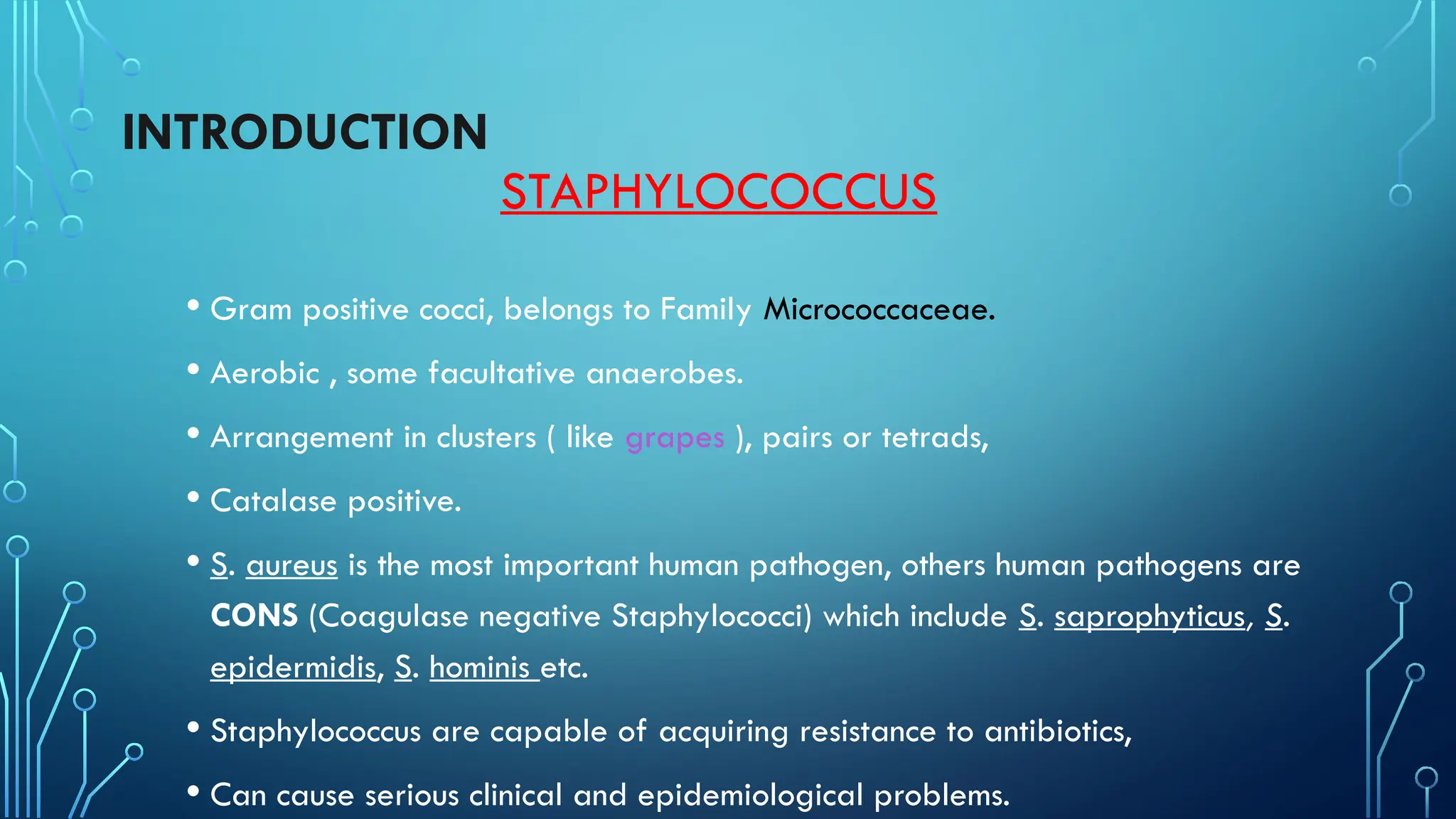 staphylococcus aureus from medical bacteriology | PPTX