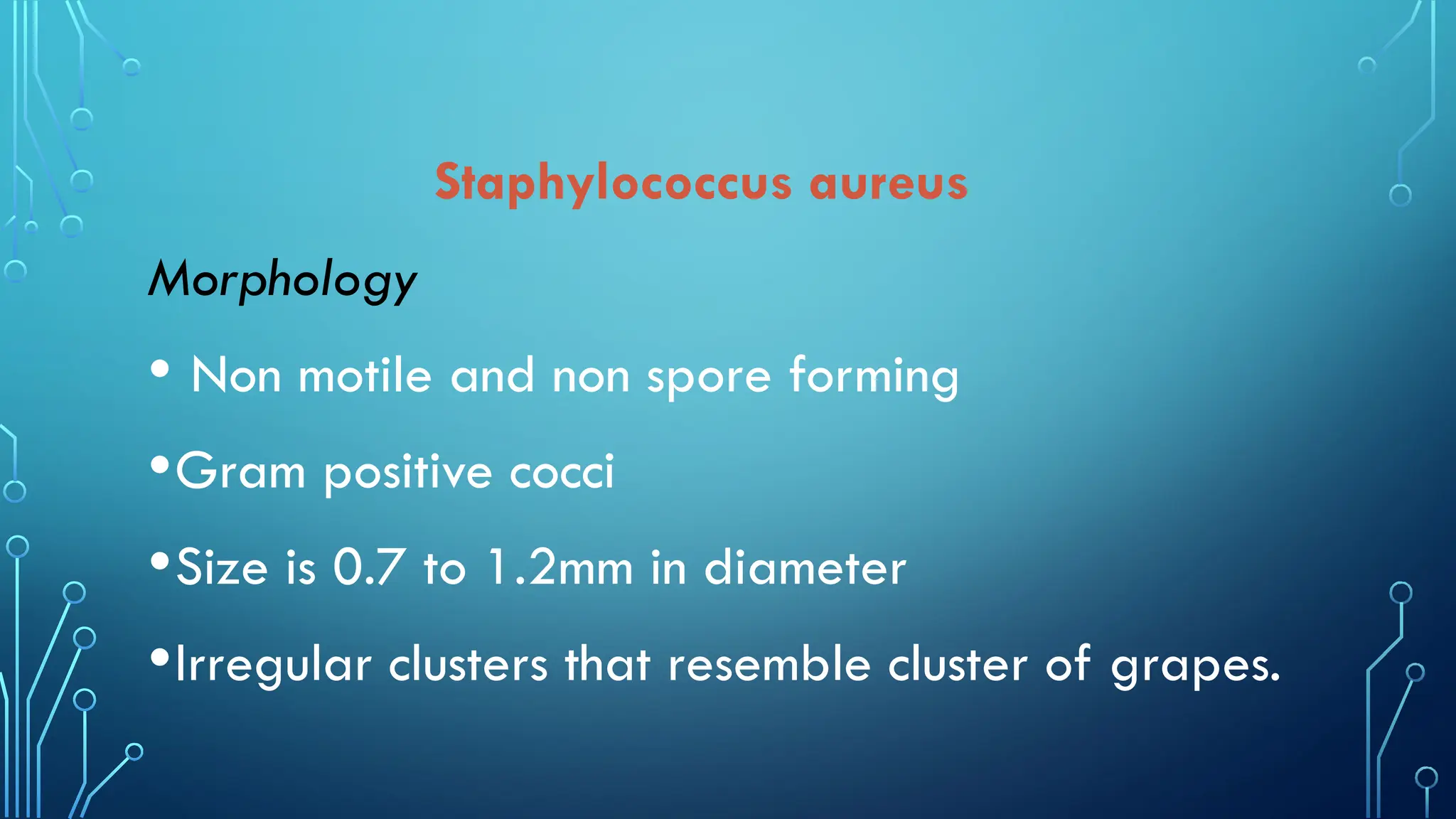 staphylococcus aureus from medical bacteriology | PPTX
