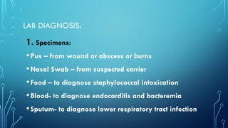 staphylococcus aureus from medical bacteriology | PPTX
