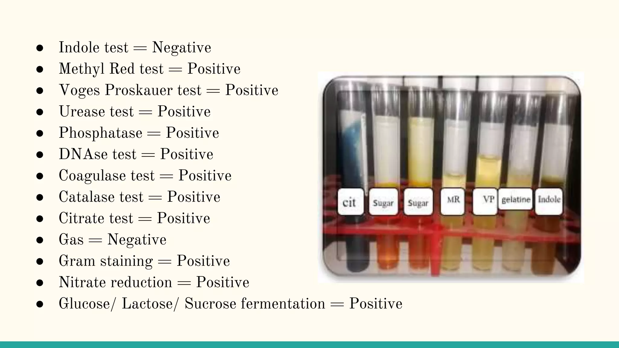Staphylococcus aureus vanshika_varshney | PPTX