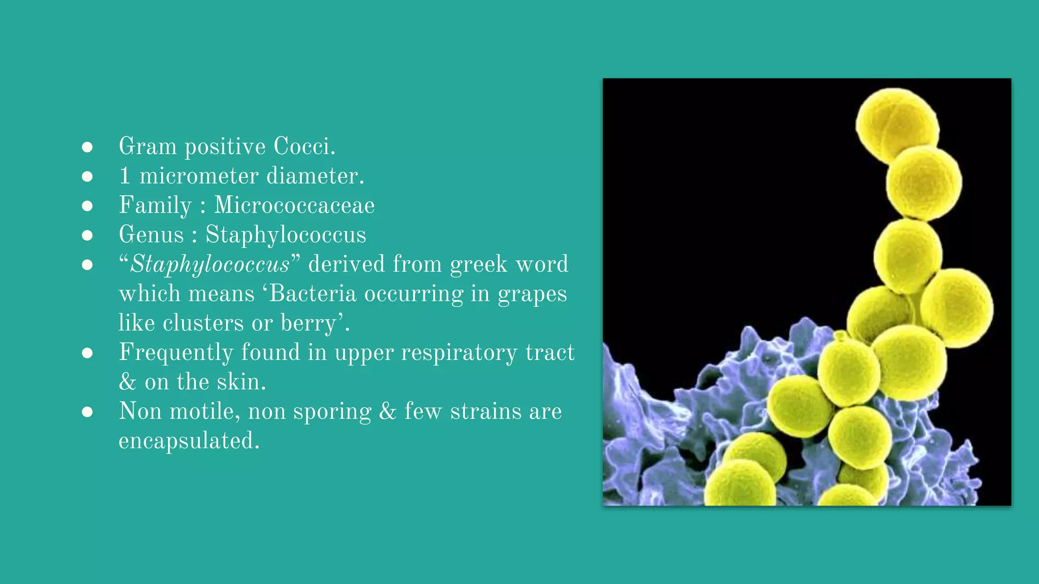 Staphylococcus aureus vanshika_varshney | PPTX