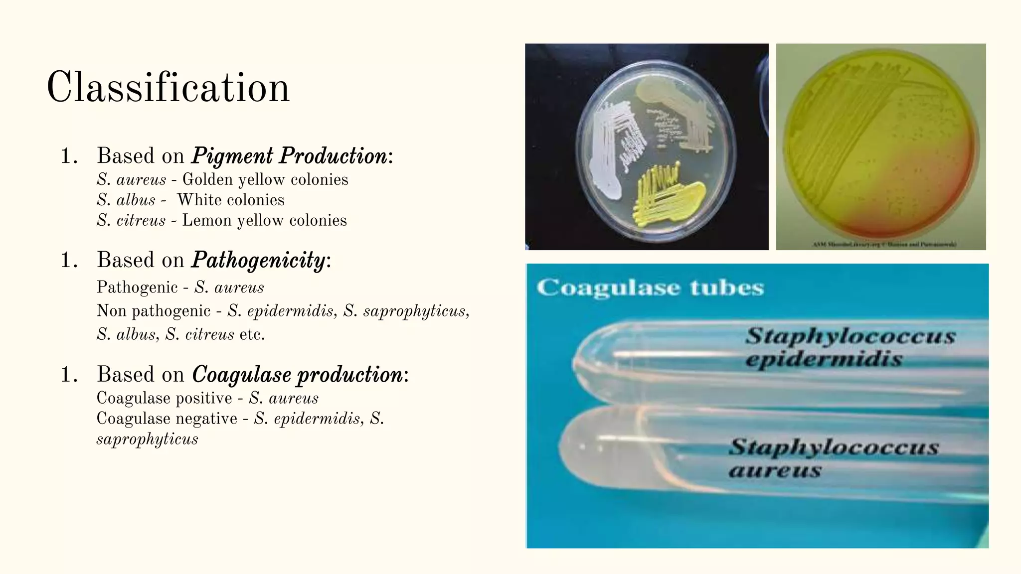 Staphylococcus aureus vanshika_varshney | PPTX