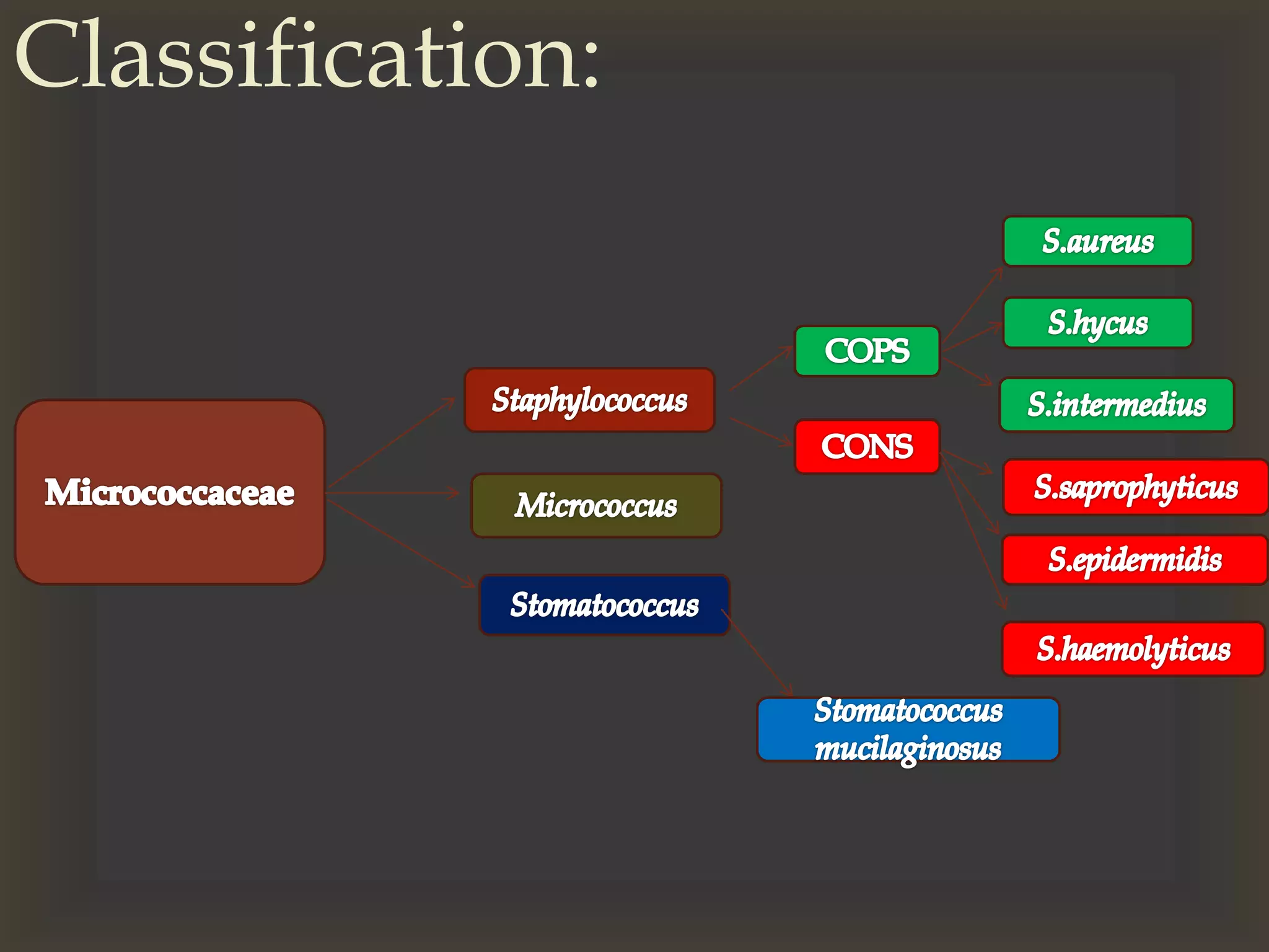 Staphylococcus by nissim | PPTX