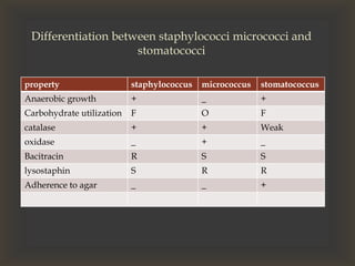 Staphylococcus by nissim | PPTX