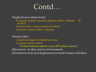 Staphylococcus by nissim | PPTX