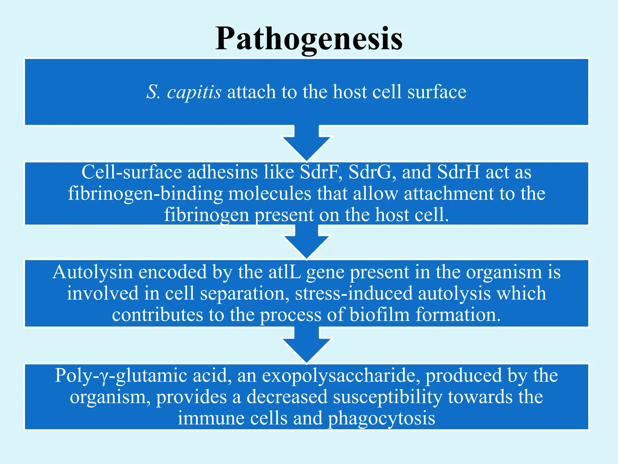 Staphylococcus capitis bacteria (1).pptx