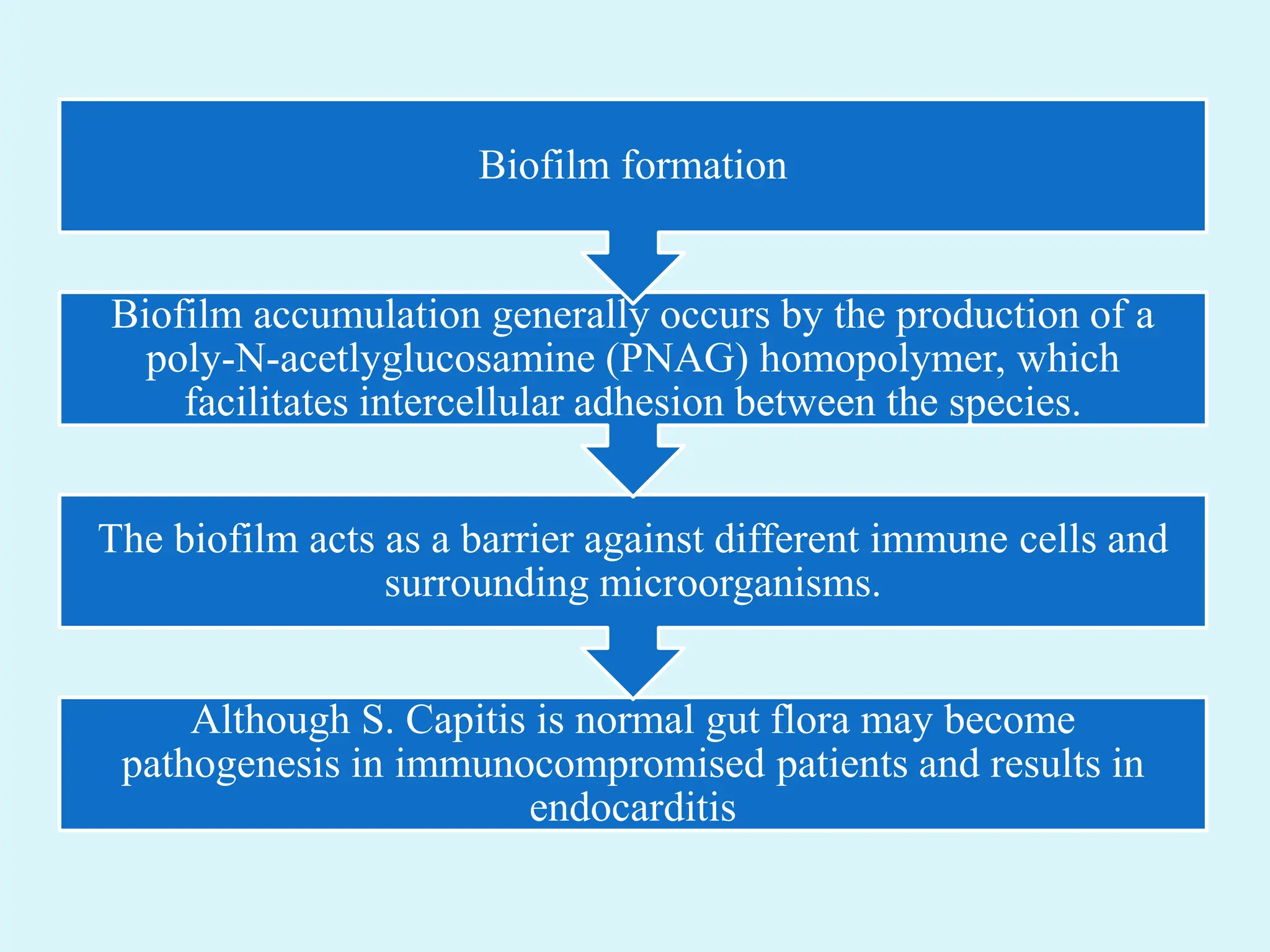 Staphylococcus capitis bacteria (1).pptx