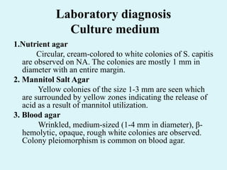 Staphylococcus capitis bacteria (1).pptx