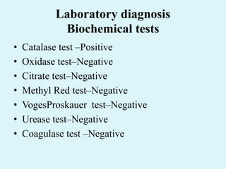 Staphylococcus capitis bacteria (1).pptx