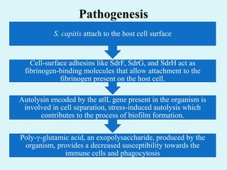Staphylococcus capitis bacteria (1).pptx
