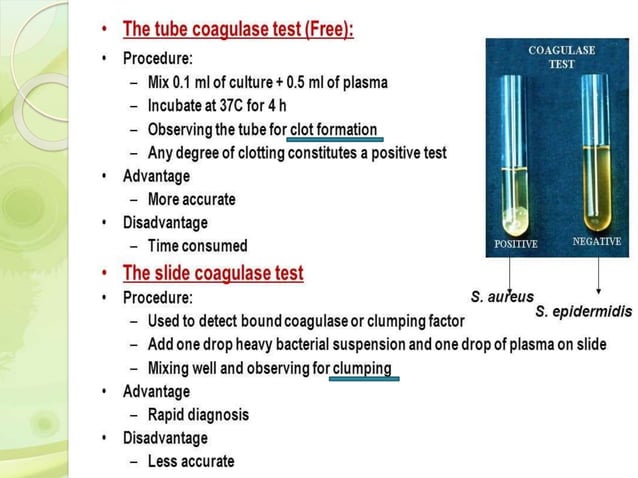 laboratory diagnosis of staphylococcus | PPTX | Infectious Diseases ...